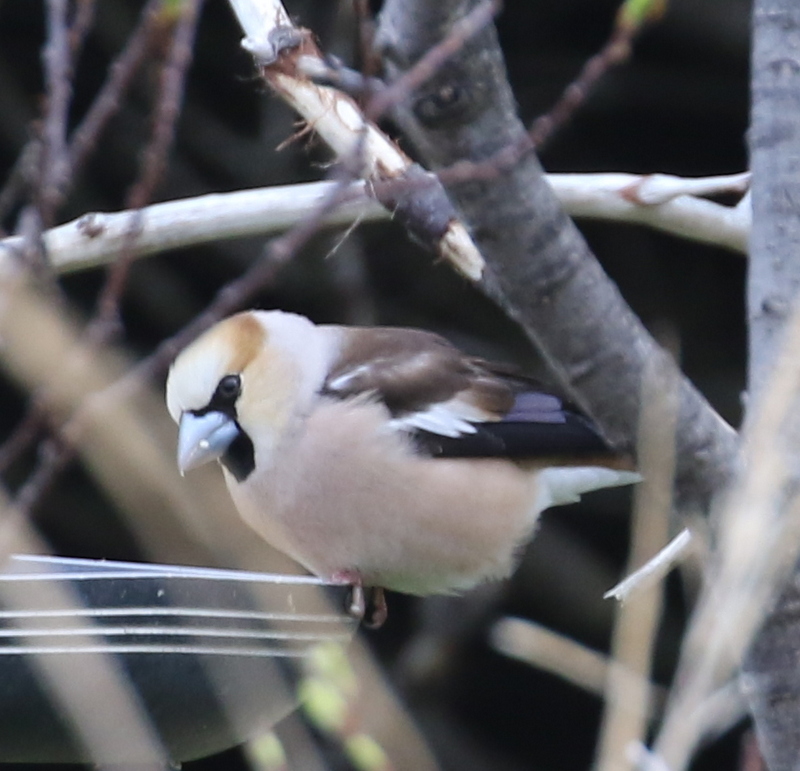 Rare Bird Alert: June 7, 2019 « ABA Blog